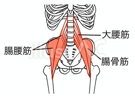 腸腰筋、大腰筋、腸骨筋、名称ありイラスト No 22349277｜無料イラスト・フリー素材なら「イラストac」