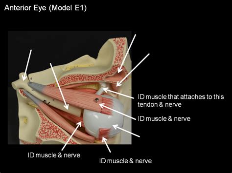 Anterior Eye Diagram Quizlet