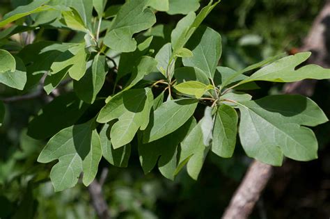 Is Sassafras Good Firewood Full Review Axe Adviser