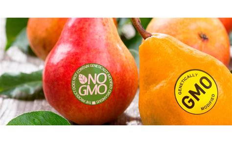 Is Lab Grown Meat Genetically Modified