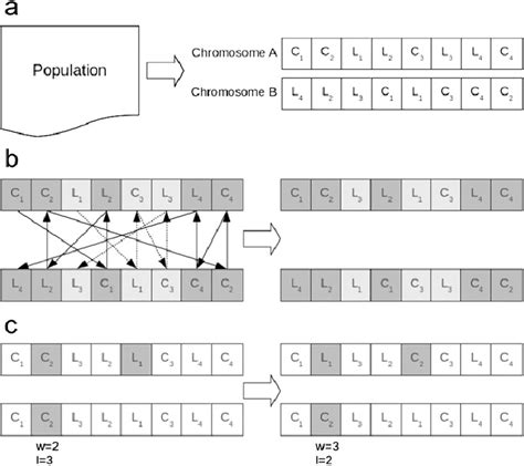 Moea Operators Tournament Selection Cycle Crossover And Two Mutation Download Scientific