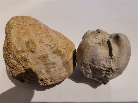 Identification Dun Bivalve Forum Fossiles Et Paléontologie Géoforum