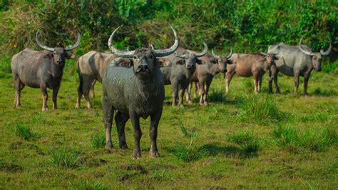 As Central Indian Wild Water Buffalo Faces Extinction Can