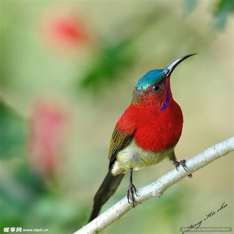 鸟摄影图 鸟类 生物世界 摄影图库 昵图网