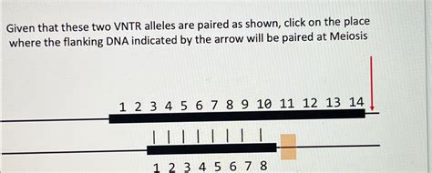 Solved Given That These Two Vntr Alleles Are Paired As