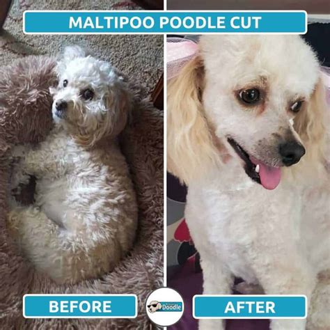 Maltipoo Teddy Bear Cut
