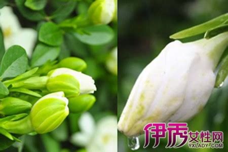 栀子花叶子蔫了怎么办图了解栀子花叶子蔫了怎么办 专家教你解决栀子花健康问题 伊秀花草 yxlady