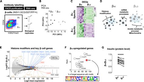 Epigenetic Dosage Identifies Two Major And Functionally Distinct β Cell