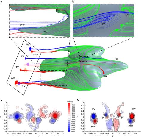 Evolution And Passage Of The Vortical Structures Over The Bird The