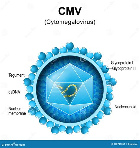 Cytomegalovirus Cmv Structure Stock Vector Illustration Of Microbiology Isolated 303715061