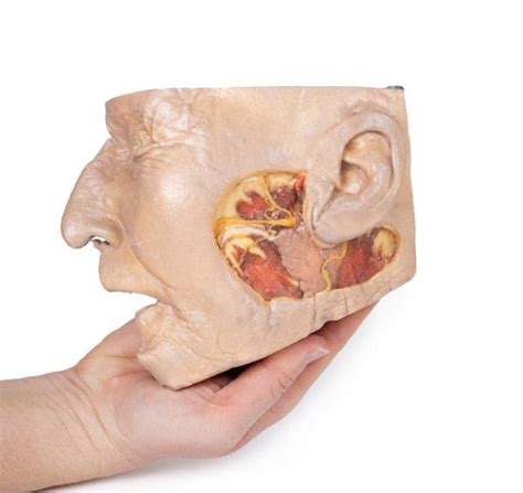 Face 3d Printed Anatomy Model Anatomical Models Anatomystuff