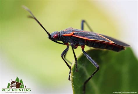 Do Boxelder Bugs Bite 10 Wild Facts To Know Pest Pointers