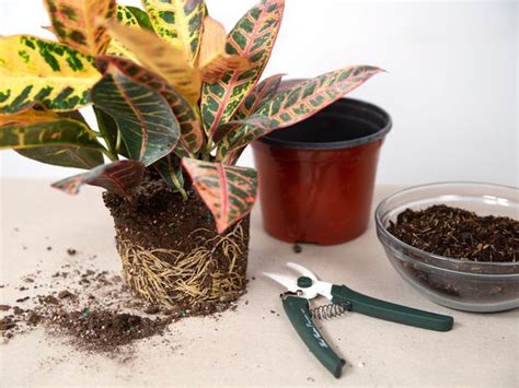 Indoor Pepper Plants Root Pruning Guide