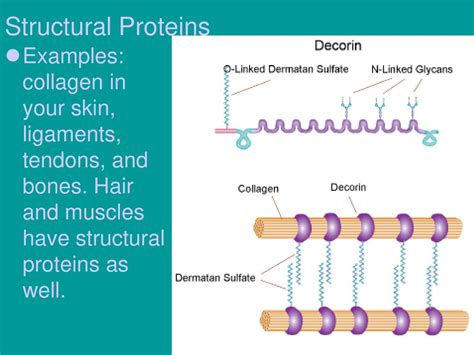 Chemical Structure Of Proteins Ppt Download