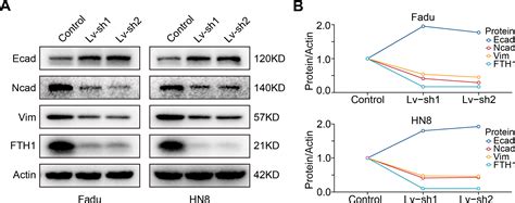 Fth1 Indicates Poor Prognosis And Promotes Metastasis In Head And Neck