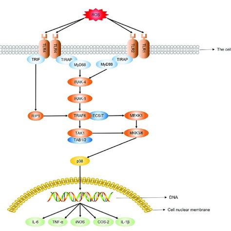 Ros Promote Pro Inflammatory Factors Release Through The Nf Kb Pathway Download Scientific