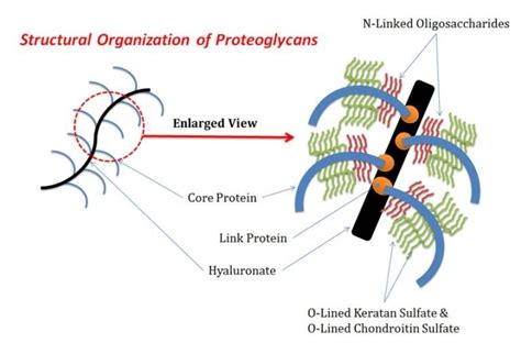 Structure Of Proteoglycans Easybiologyclass