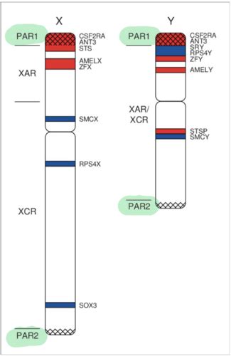 W3 Sex Linked And Non Traditional Modes Of Inheritance Flashcards