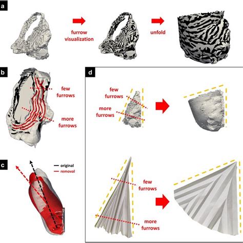 The Furrow Pattern In The Base Turns The Horn Dorsally A B Furrow Download Scientific