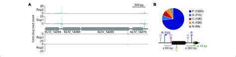 Genome Wide Identification Of Transcript 3 End Positions A