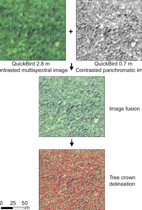 An Object Based Canopy Extraction Process The Contrasted Quickbird Download Scientific Diagram