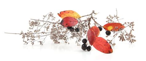 Autumn Leaves And Dry Wild Grasses Or Herbs Isolated On White