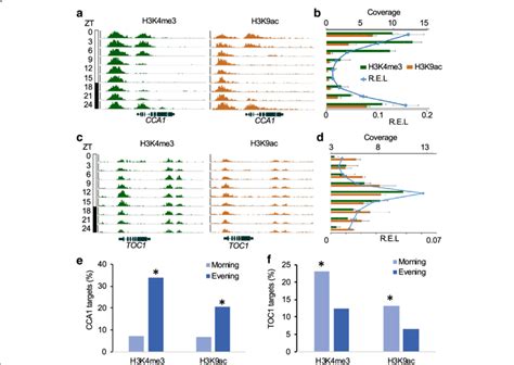 Histone Modifications Mediate Regulation Of The Clock Genes A C