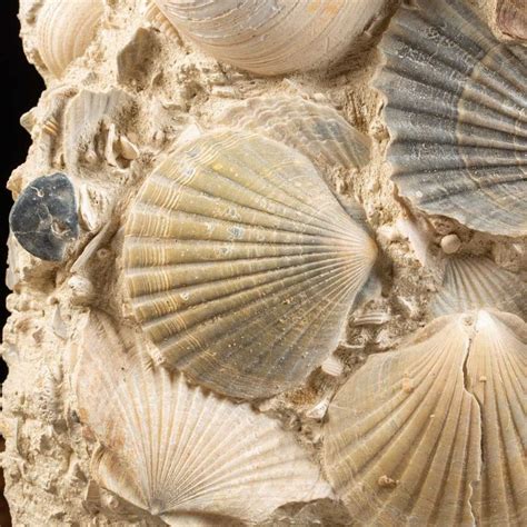 Slab With Fossil Shells Fossil Shells On Matrix Pecten E Catawiki