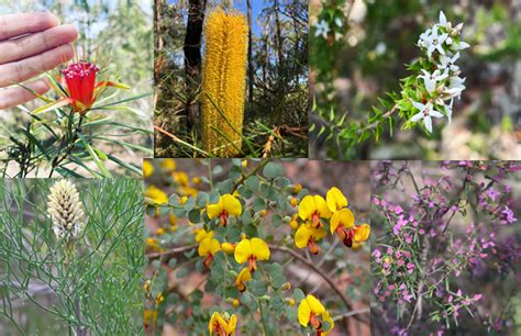 Functional Ecology Early View