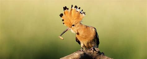 Hoopoe Bird Symbolism At Ronald Caster Blog