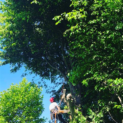Bristol Tree Services Tree Surgeon In Bristol Bristol Tree Services Tree Surgeon In Bristol