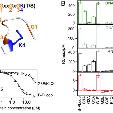 A Structural Alignment Of β P Loop α Motifs Of Different P Loop Download Scientific Diagram