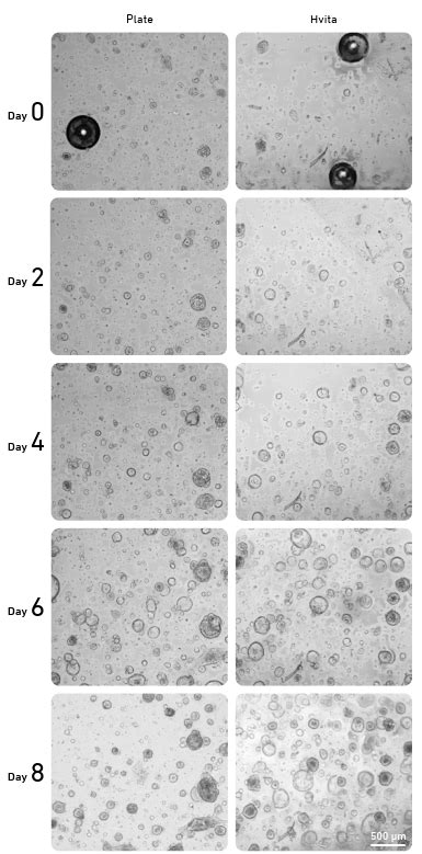 3d活细胞自动灌流培养系统