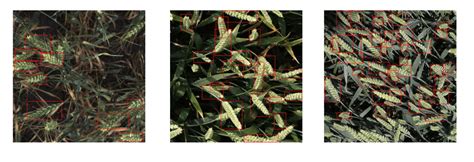 Detection Results On Wheat Dataset Download Scientific Diagram