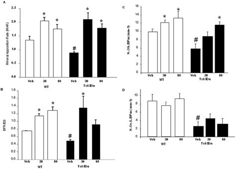 Histomorphometric Measurement Of Bone Formation And Bone Resorption