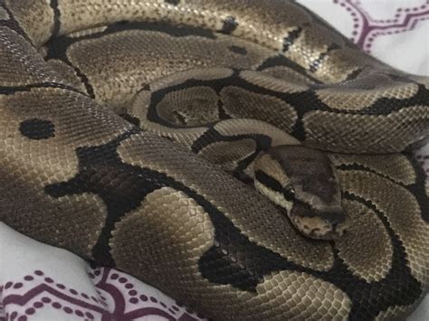 Ball Python In Need Of A New Home Asap