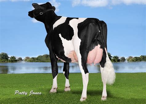 Holstein Show Cattle Dairy Cows Holstein