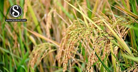 Optimization Of Rice Oryza Sativa L ‘tubtim Chumphae For Callus Induction Proliferation