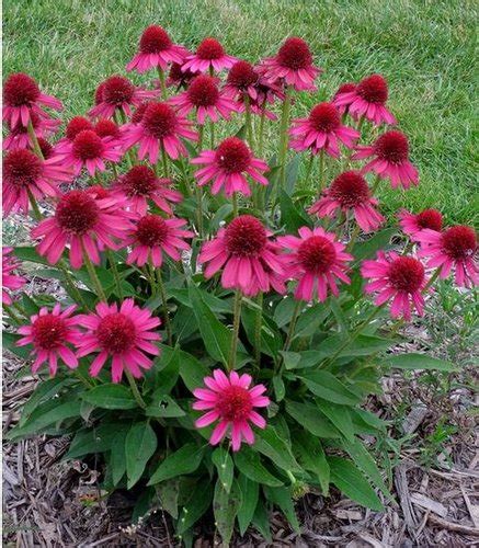 Echinacea Delicious Candy Echinacea Noortdeli Delicious Candy Coneflower Plant Lust