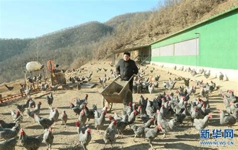 河南汝阳：“订单农业”富农家澎湃号·政务澎湃新闻 The Paper