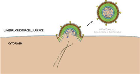 Ch 21 Viruses Flashcards Quizlet