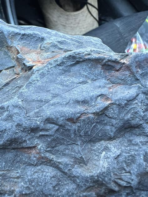 Leaf Fossils In Very Hard Rock R Fossilid