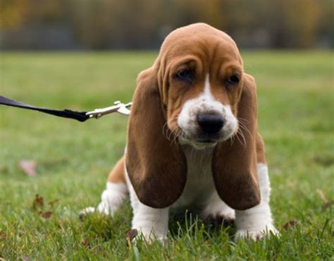 Породы собак с длинными ушами описание и фото собак от мелких до самых крупных