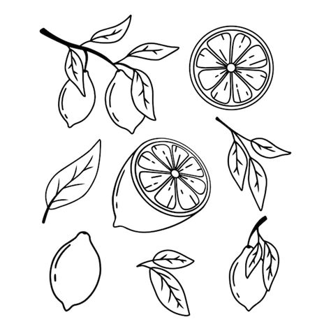 Premium Vector Set Of Lemons In Doodle Style Collection Of Lemons On