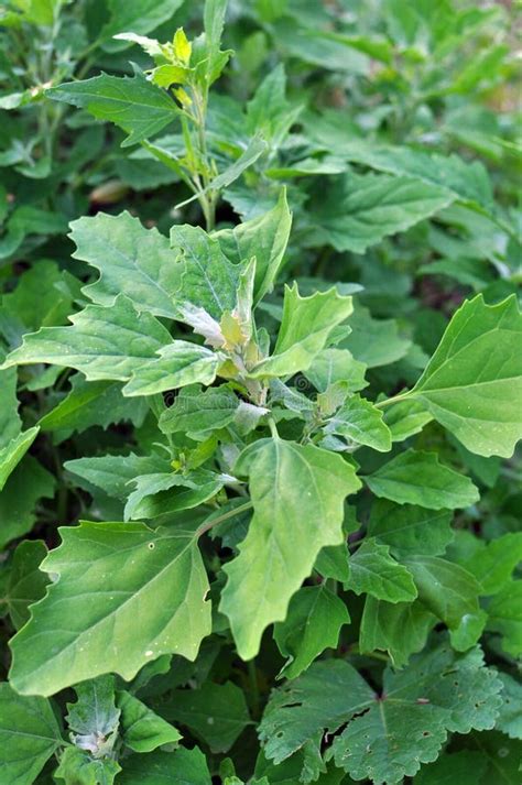 White Quinoa Chenopodium Album Grows In Nature Stock Image Image Of