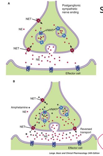 Adrenergic Agonists Flashcards Quizlet