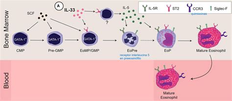 Introducción A La Eritropoyesis Leucopoyesis Y Trombopoyesis