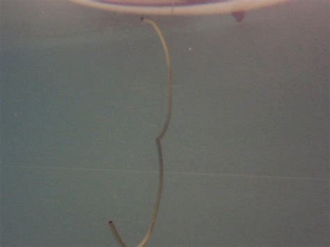 Underwater Rov Object Detection Dataset By Escola Politecnica Superior