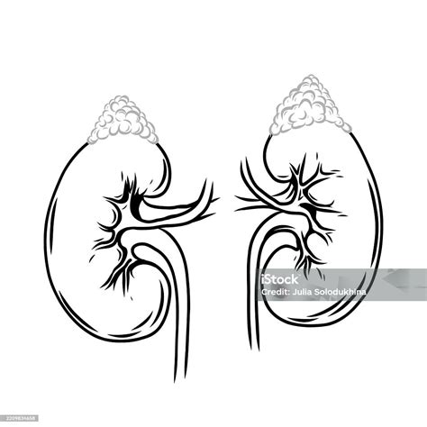 인간의 신장 손으로 그린 신장과 부신 흑백 스케치 인간 내부 장기의 해부학 적 그림 비뇨기 시스템의 벡터 일러스트 레이 션 건강관리와 의술에 대한 스톡 벡터 아트 및 기타