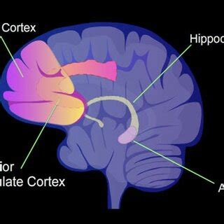 Anterior Cingulate Cortex Download Scientific Diagram